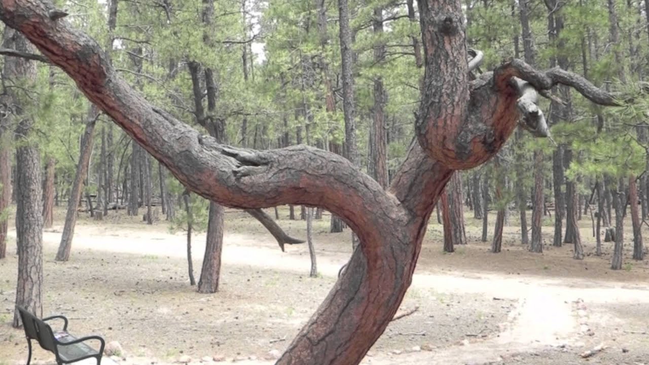 Ute Indian Prayer Trees at Fox Run Regional Park in Colorado Springs ...