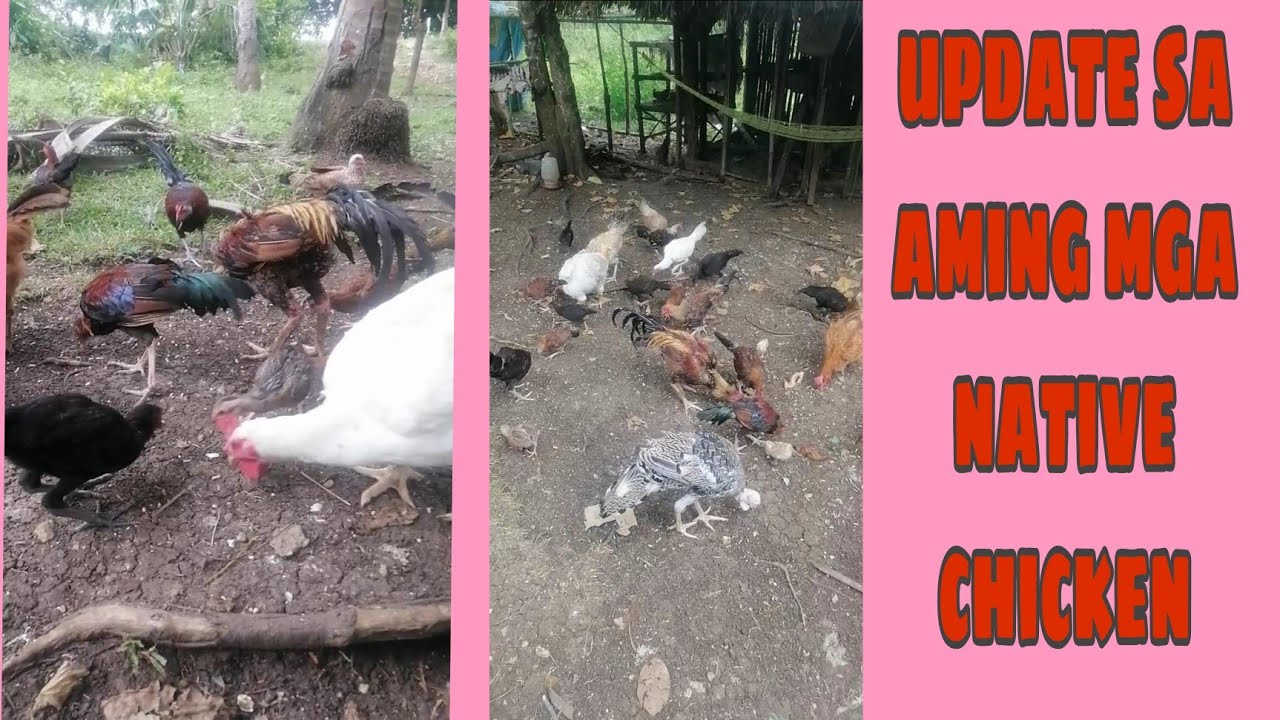 update sa aming mga alagang native chicken/ cross breeding/ shamo - YouTube