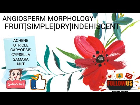 ANGIOSPERM MORPHOLOGY |TYPE OF FRUITS|SIMPLE|DRY|INDEHISCENT|FRUIT ...