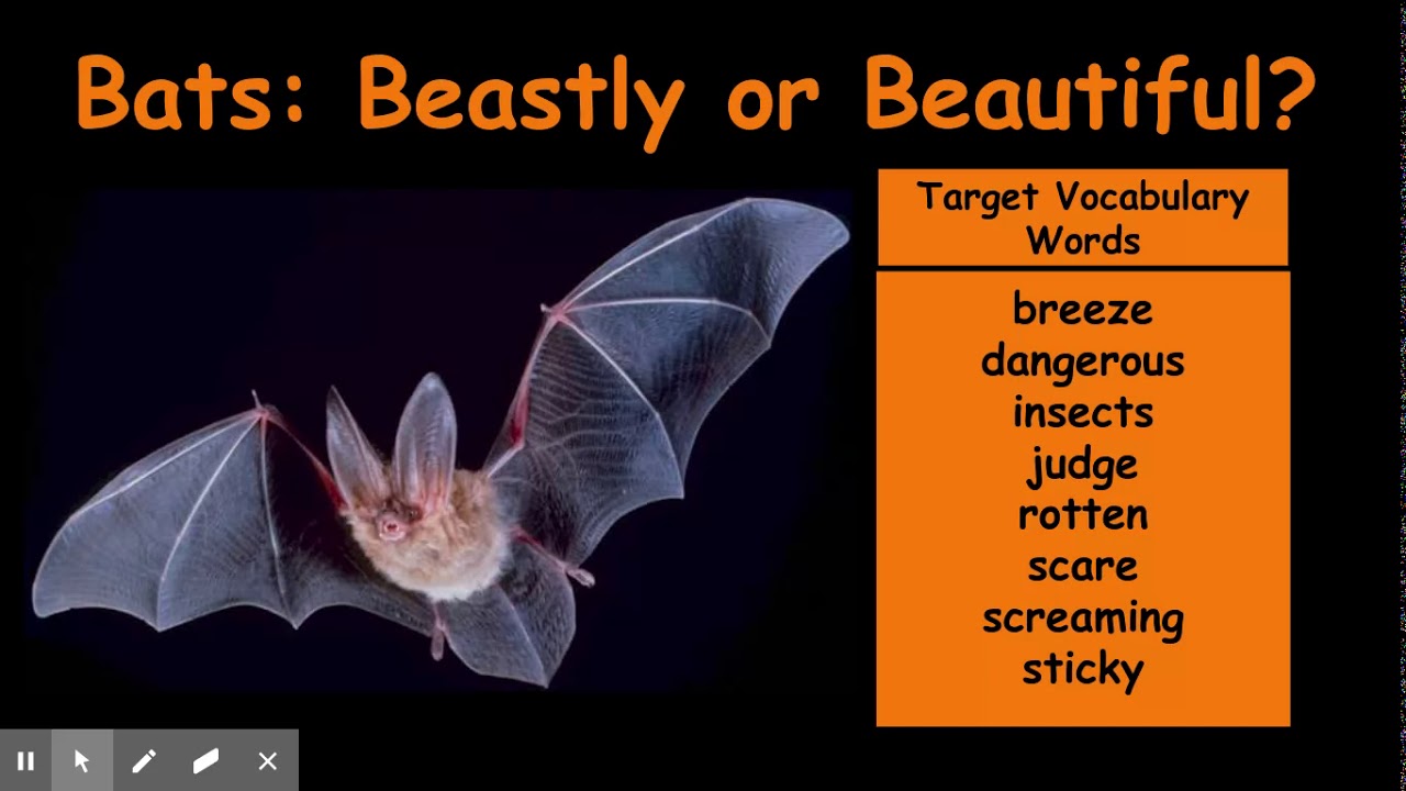 Lesson 4: Bats: Beastly or Beautiful - YouTube