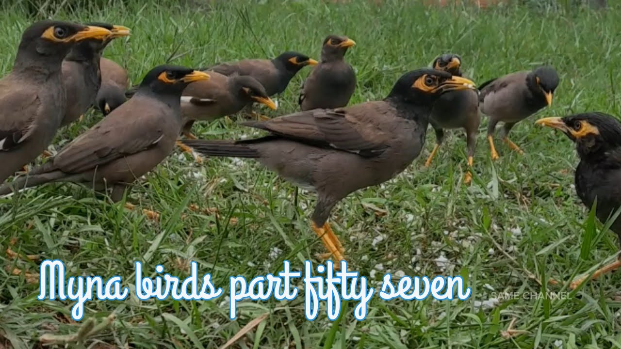 Myna birds part fifty seven | SAME channel - YouTube