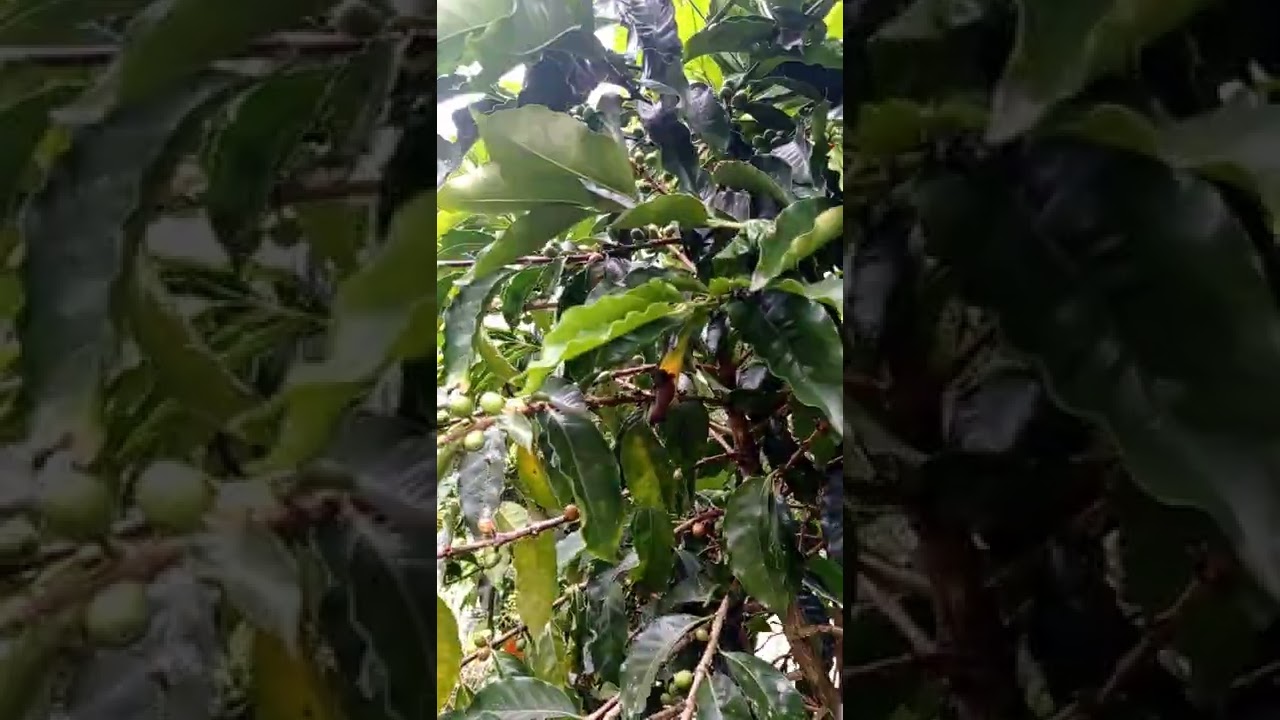 Peligro! encontré una serpiente en un árbol de café - YouTube