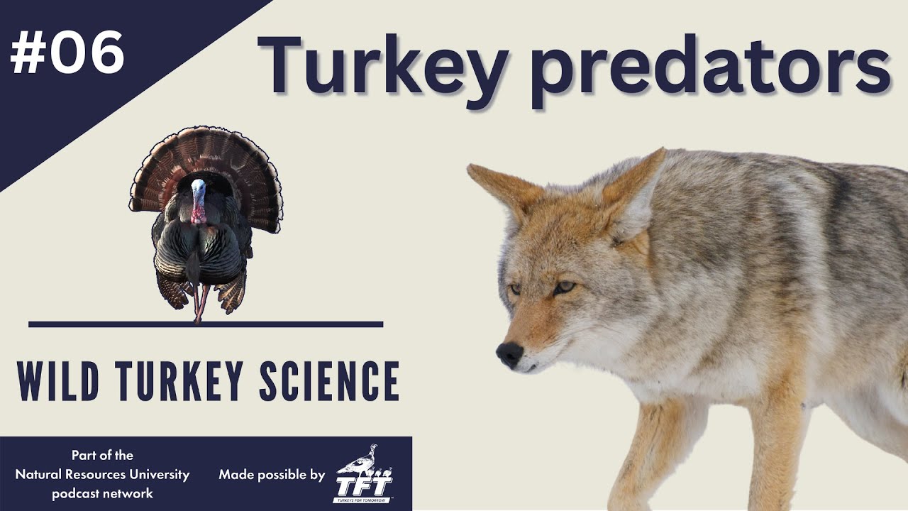 Turkey predators | Ep 116: Wild Turkey Science - YouTube