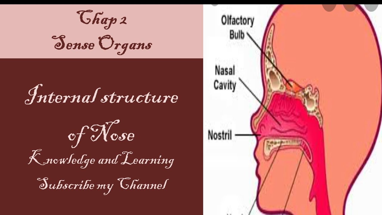 Chap2||Sense Organs|| The Nose||Internal Structure of Nose||Knowledge ...
