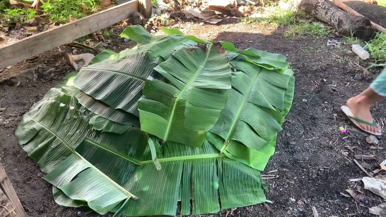 HOW TO COOK ROAST PIG (LECHON) in American Samoa ? | Samoan Style ...