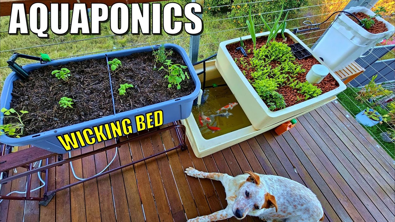 How to Make Soil Wicking Bed & Dutch Bucket for your Aquaponics System ...