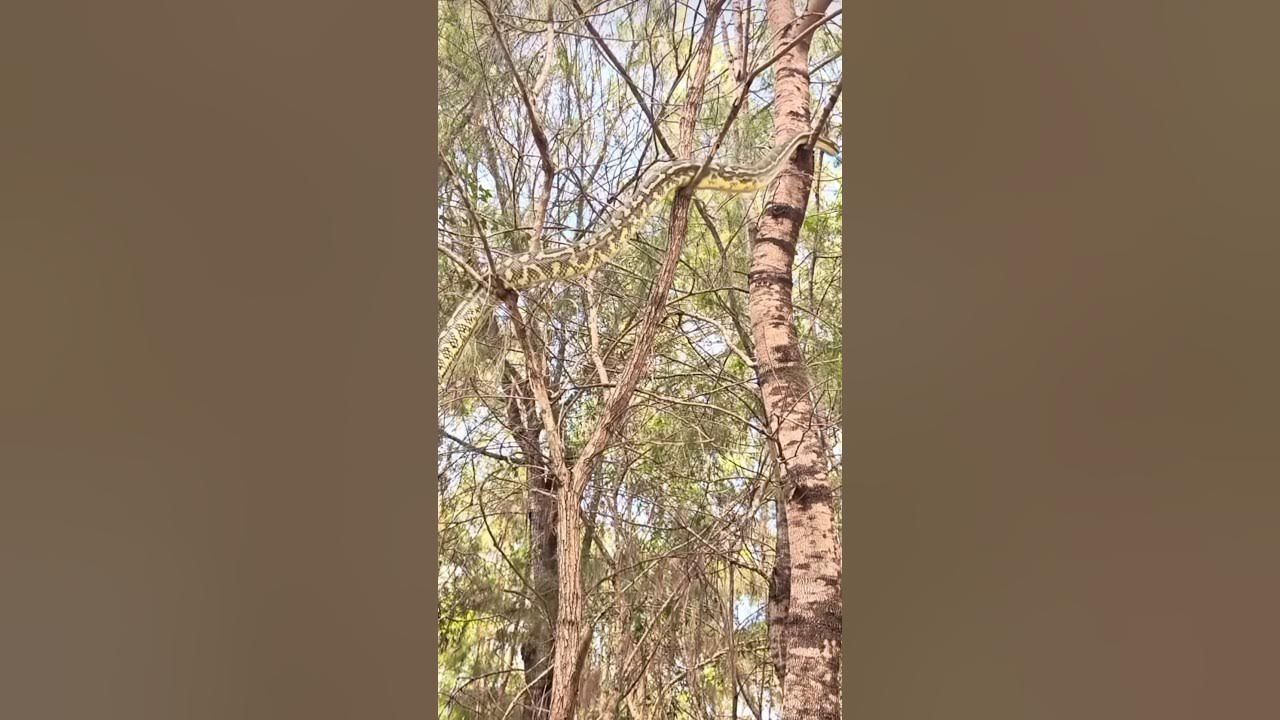 How does Python climb a tree? Very satisfying to watch 😲 - YouTube