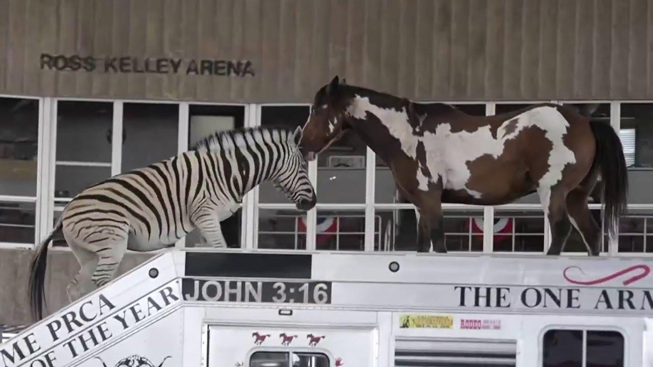 You won't believe what this zebra can do! A Sneak peak of the fun at ...