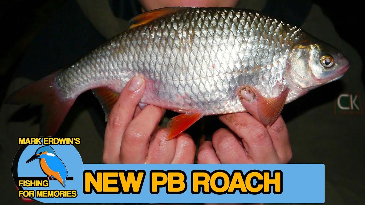 Roach Fishing The Thames (Video 45) - YouTube