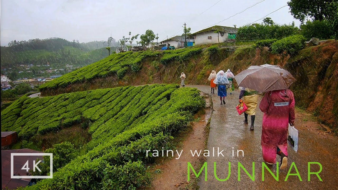 Relaxing rainy day visuals from a Munnar Walk | ASMR rain sounds ...