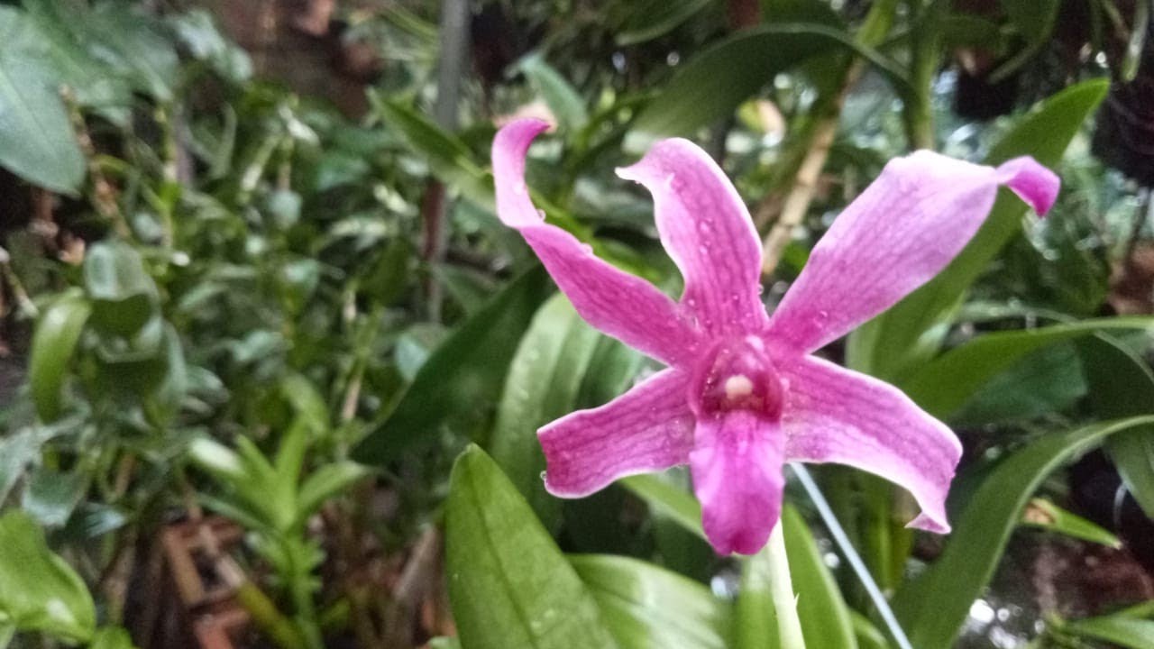 LIVE 74 || ANGGREK RAWATAN RUMAHAN || 0895 2379 3309 - YouTube