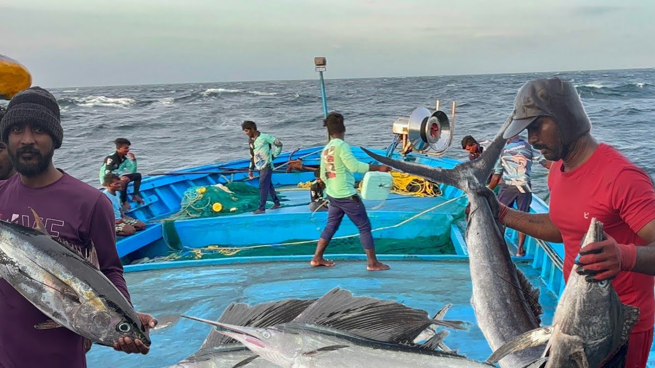 Wow ! Eleventh Day We Caught a lot of Tune Fishes in Deep Sea Fishing ...