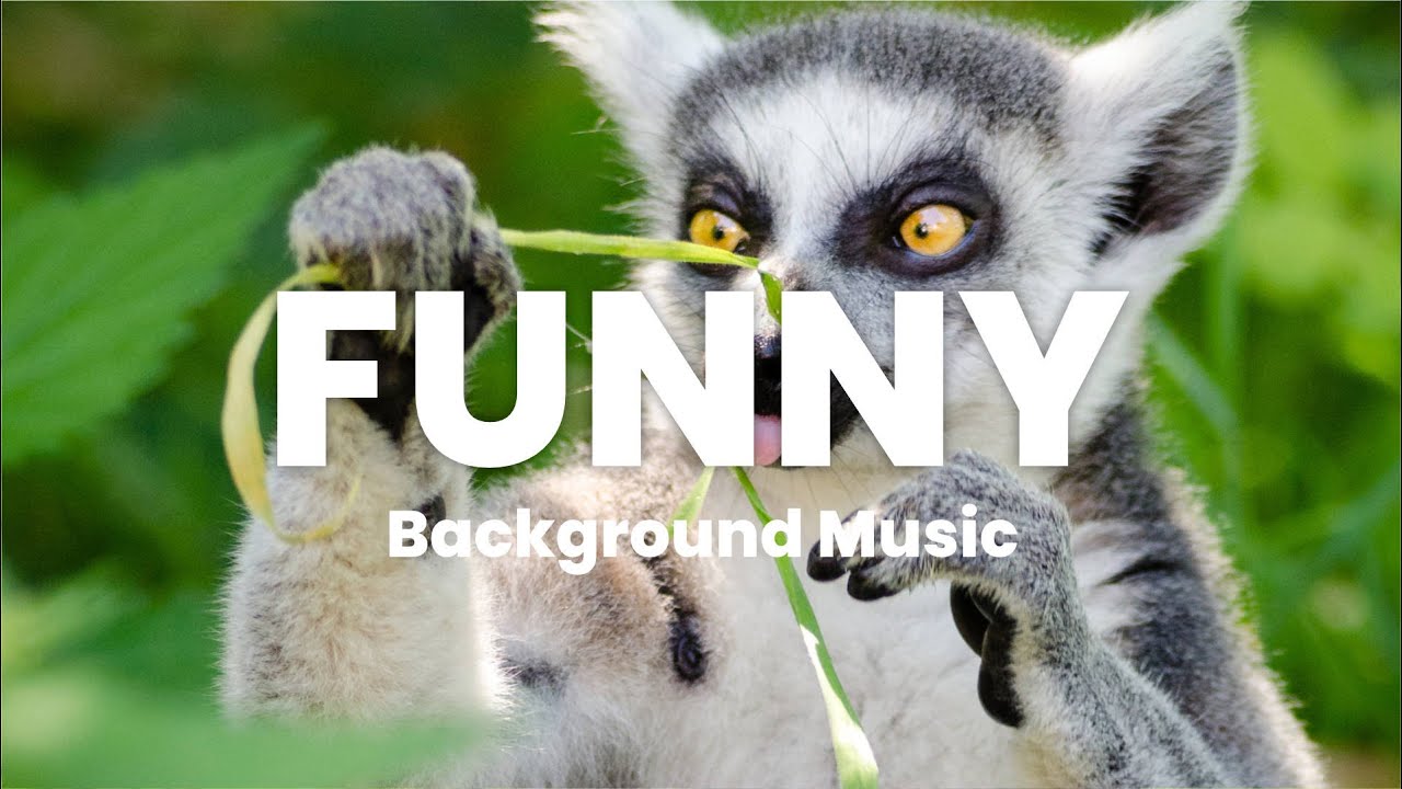Bumbling Beats - Funny Background Music No Copyright - YouTube