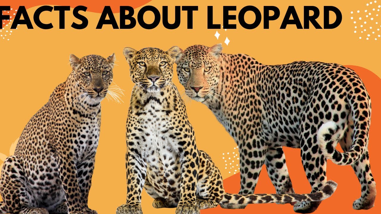 LEOPARD | FACTS ABOUT LEOPARD - YouTube