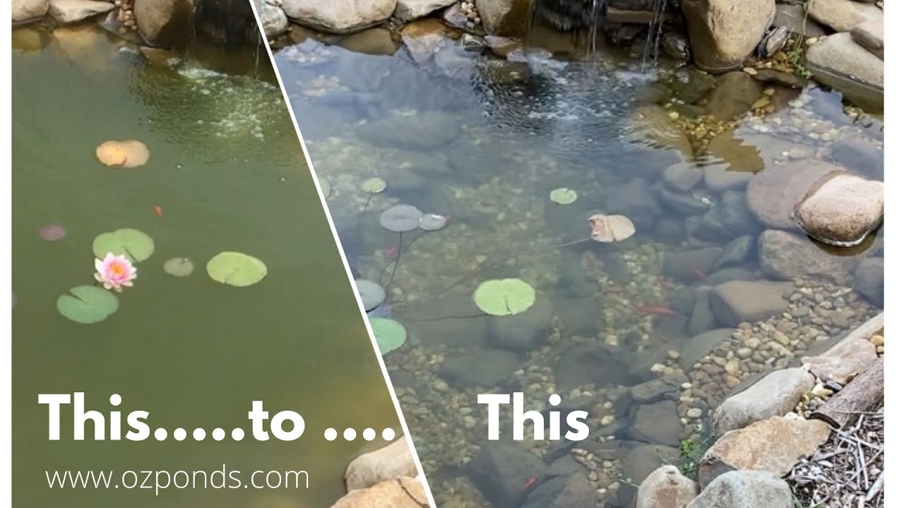 New pond| Stages| Treatments - YouTube