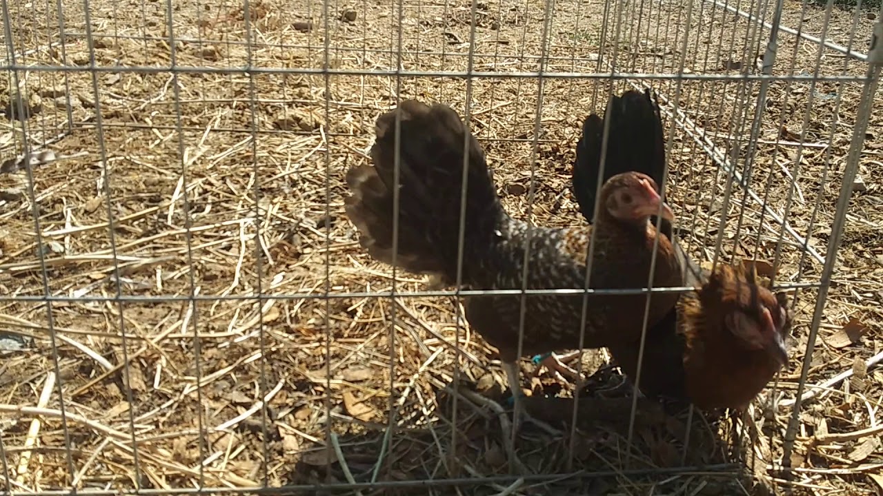 Crele and bbred old English game bantam - YouTube