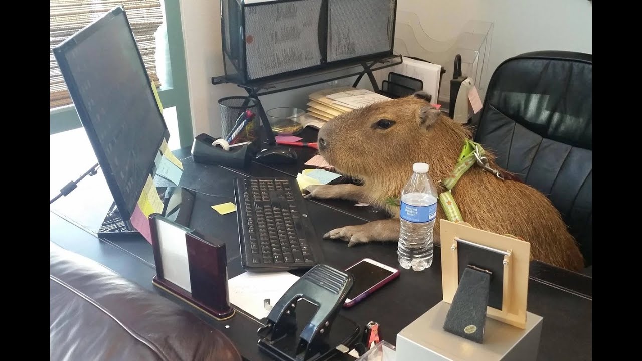 quinta feira do react - YouTube