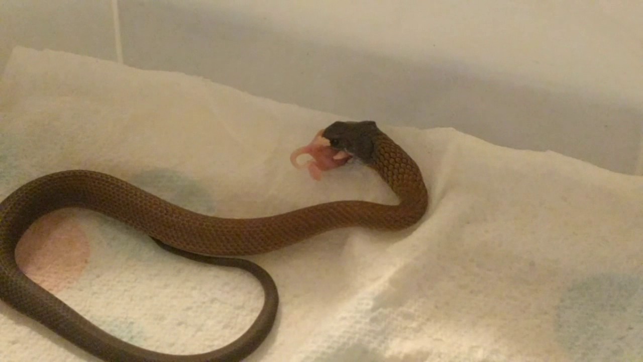 Kangaroo Island Tiger Snake neonate feeding - YouTube