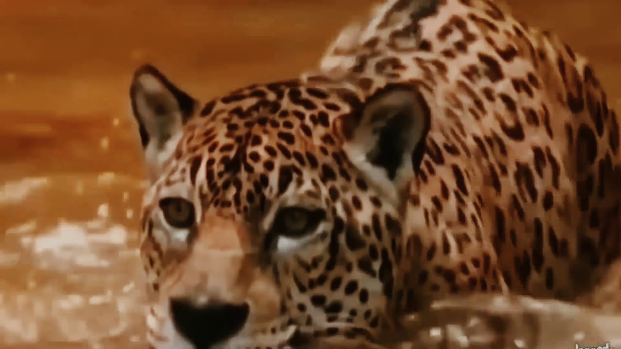 The Animal Fight Crocodile vs Cheetah - YouTube