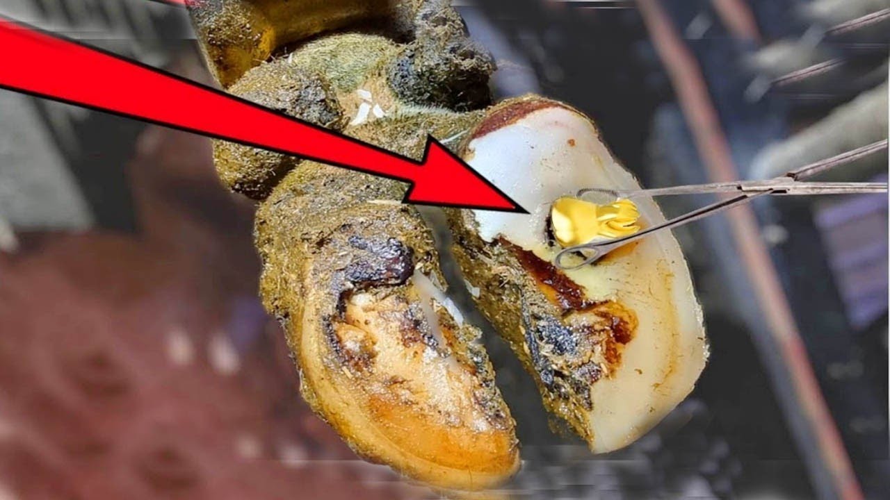 Insects in Cow’s Hoof – Poor cow feet 🤧 Full Treatment Trimming ...