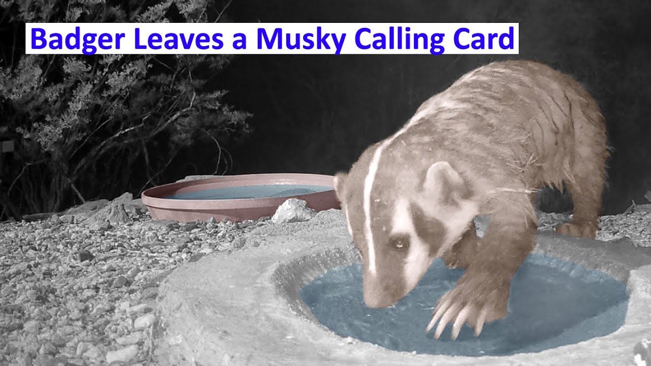 Stinky Badger Takes a Water and Dirt Bath - Jackrabbit Mystified - YouTube