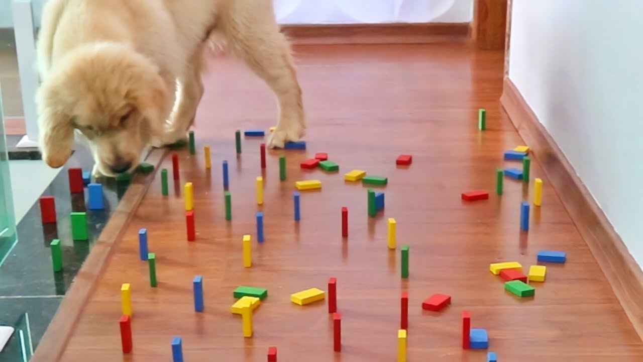 Golden Retriever Puppy Tries The Obstacle Course Challenge - YouTube