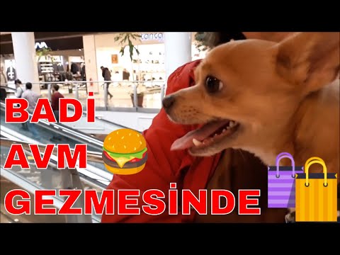 SEVİMLİ KÖPEK BADİ MALTEPE ALIŞVERİŞ MERKEZİNDE GEZİYOR