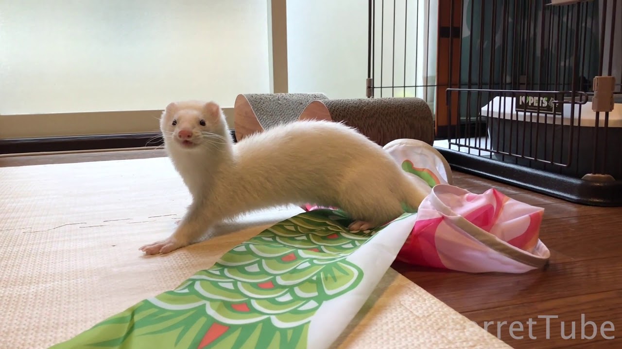 Ferrets playing with carp streamers (koinobori) - YouTube