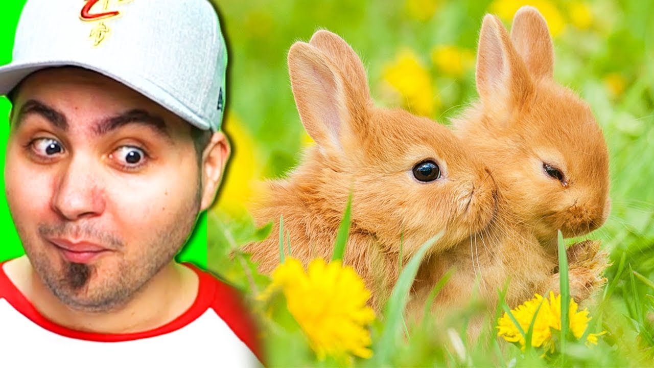 RIESCI A RESISTERE A QUESTI ANIMALI COCCOLOSI?? - YouTube