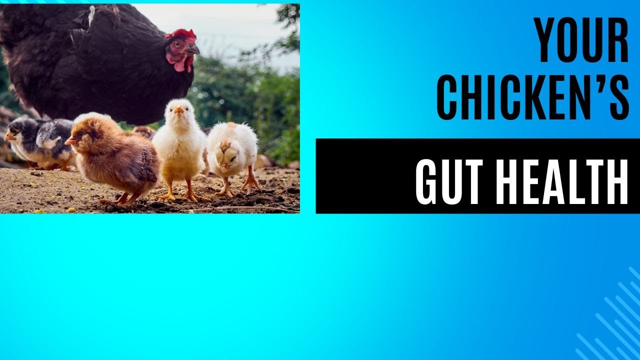 Your Chicken's Gut Health Is Important! - YouTube