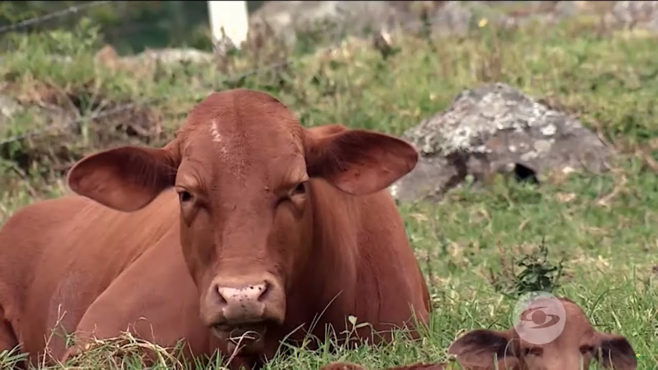 Conozca las ganancias que se obtienen con la raza Beefmaster en la ...