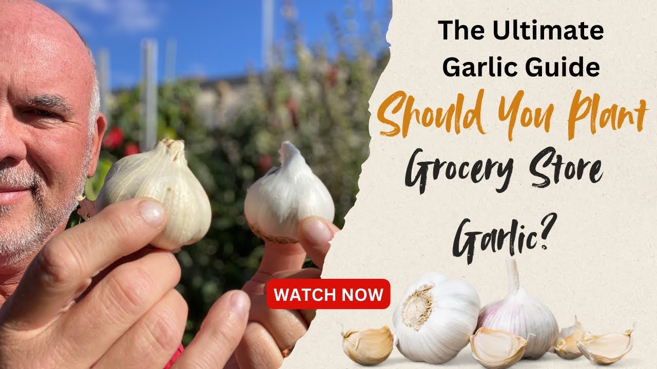 The Ultimate Garlic Guide: Should You Really Buy Grocery Store Garlic ...