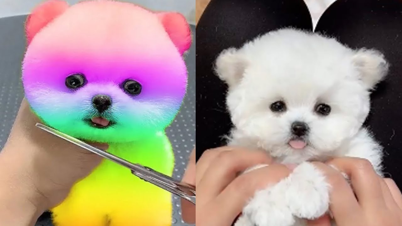 2024 Chó Phốc Sóc Mini 😍 Funny and Cute Pomeranian 😺🐶 | cute animals39 - YouTube