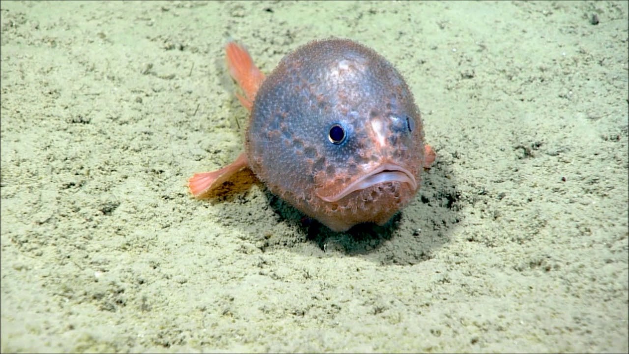 Baudroie, du genre Chaunacops - YouTube
