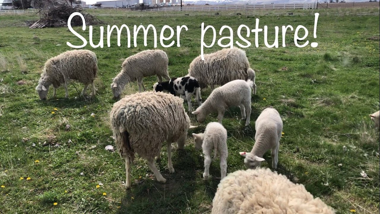 Off to greener pastures! Vlog 559 - YouTube