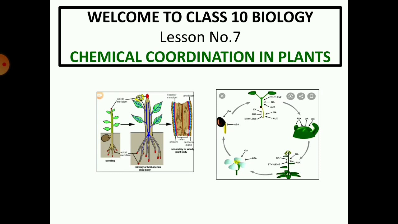 Chemical coordination in plants - YouTube