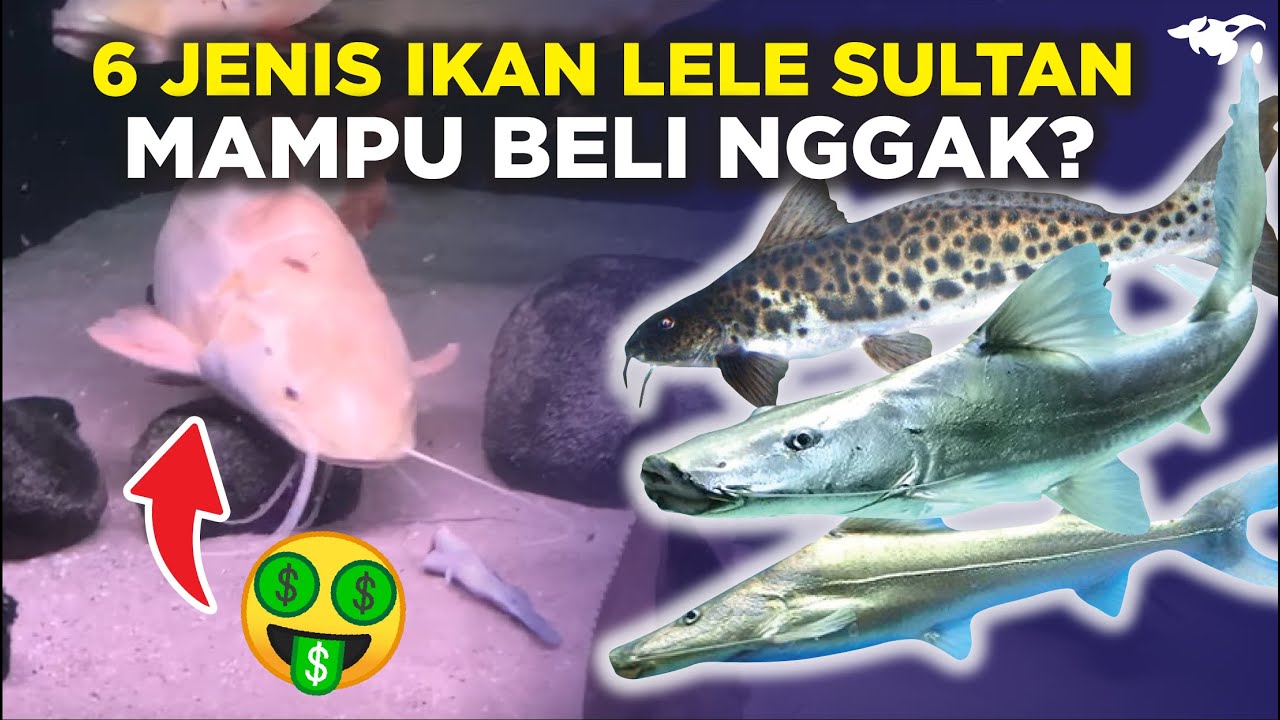 INILAH 6 JENIS IKAN LELE CATFISH PREMIUM KELAS SULTAN, GIOVANDI SUHENDI ...