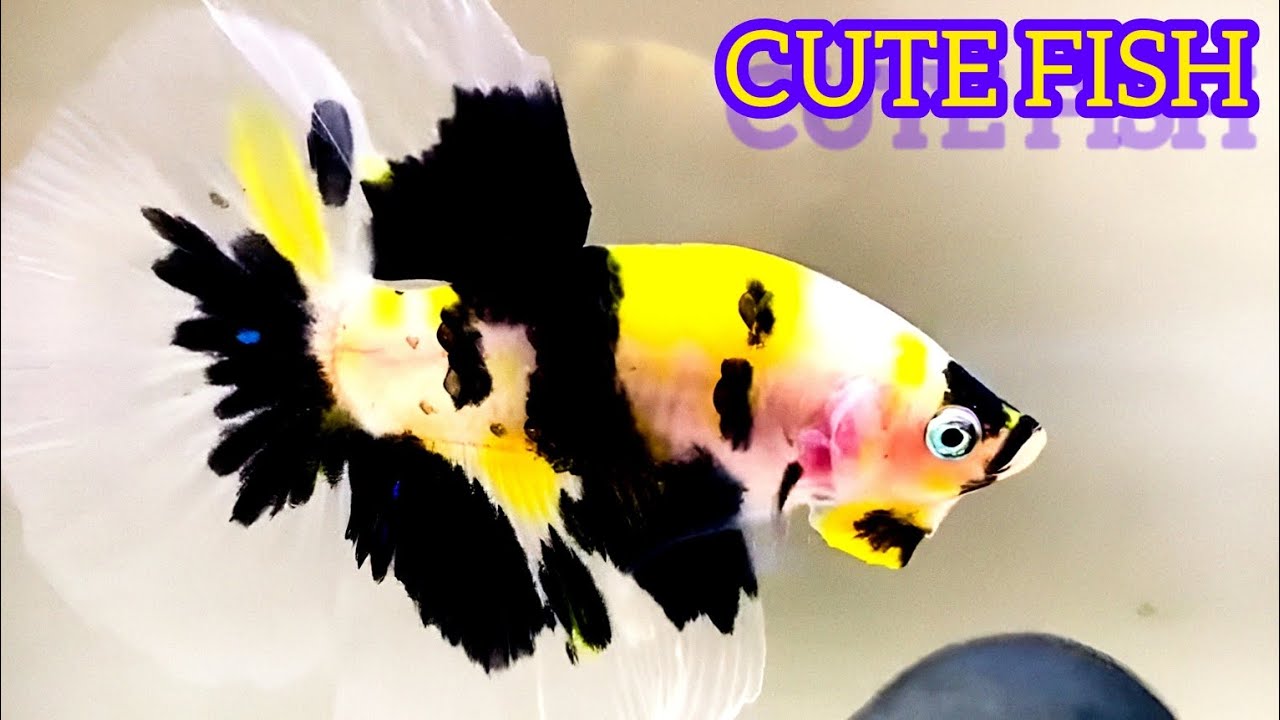 top 10 beautiful fish for aquarium | cute aquarium fish | beautiful ...