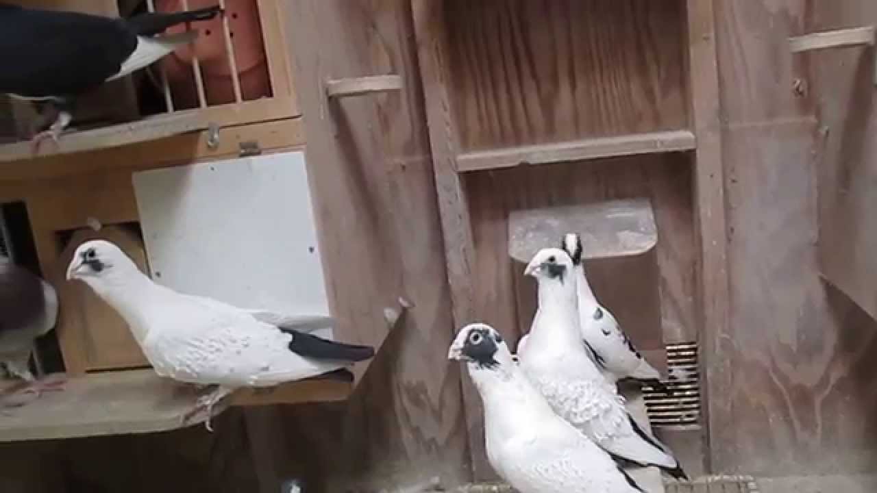 Mfatal dewlap pigeons, Pennsylvania - YouTube