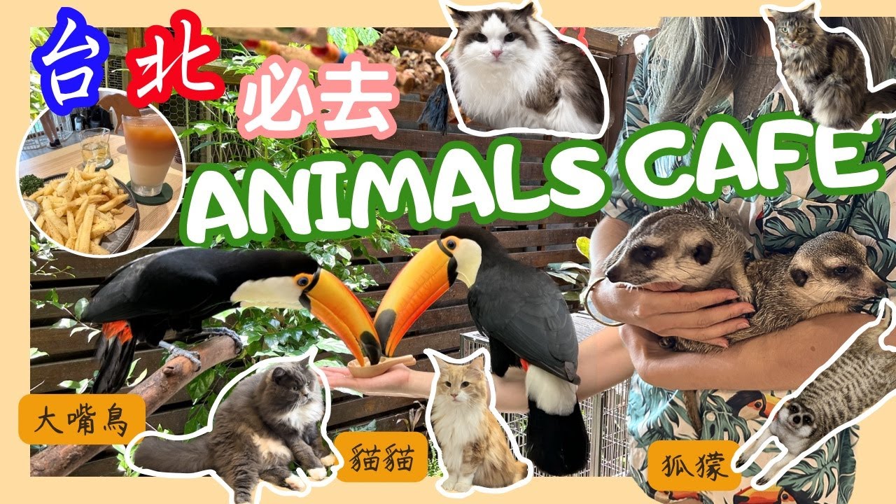 【台灣台北🇹🇼EP03】肉球森林🌿💕｜台北必去動物cafe ｜餵大嘴鳥｜獅子王丁滿(狐獴)｜Chill多貓貓🐱｜2023｜Taipei ...