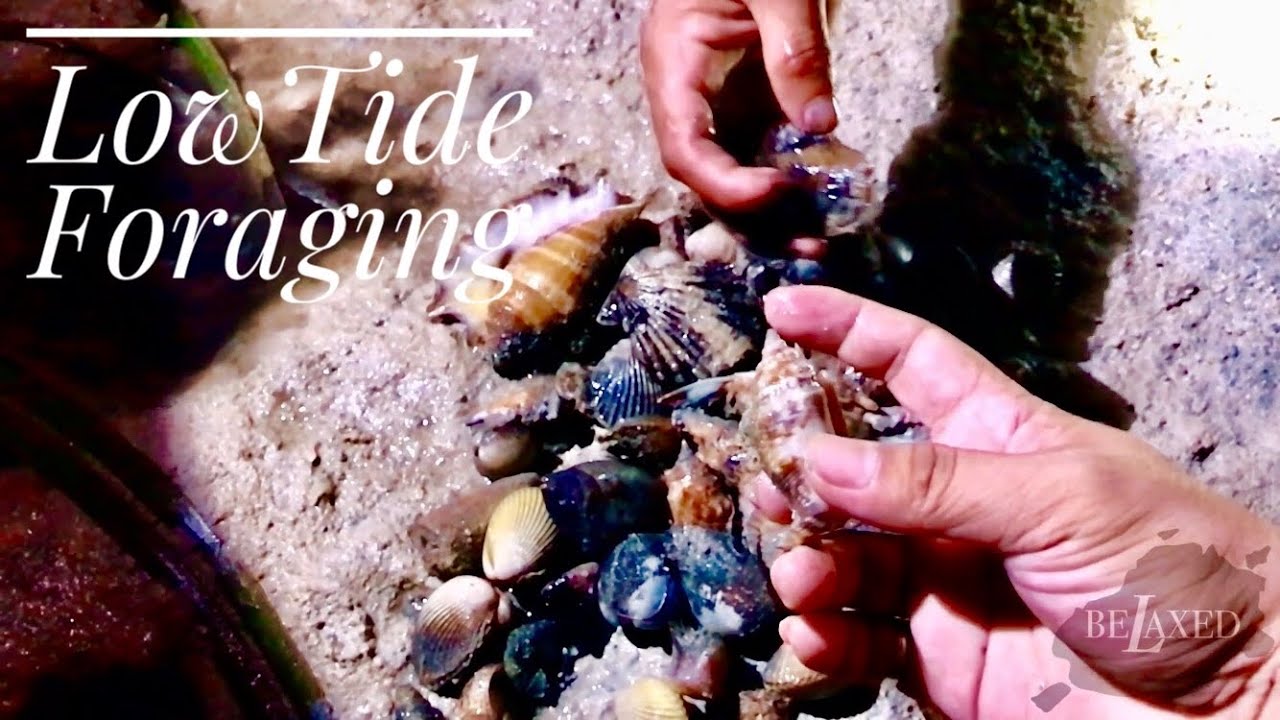 FORAGING AT NIGHT FOR SEAFOODS IN LOW TIDE | CATCH | BOHOL PHILIPPINES ...