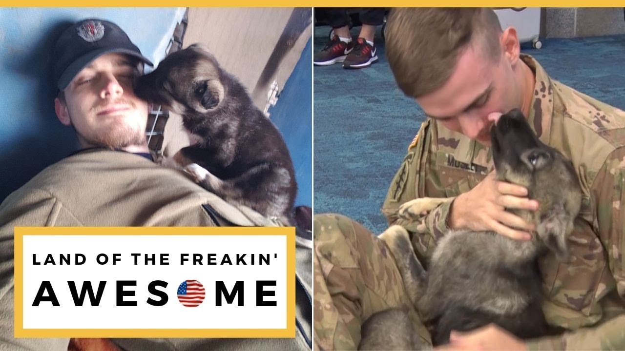 Soldier Reunited With Syrian Puppy Adopted After Deployment - YouTube