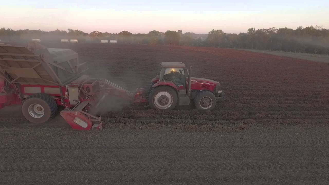 Colombo Peanut Combine - YouTube