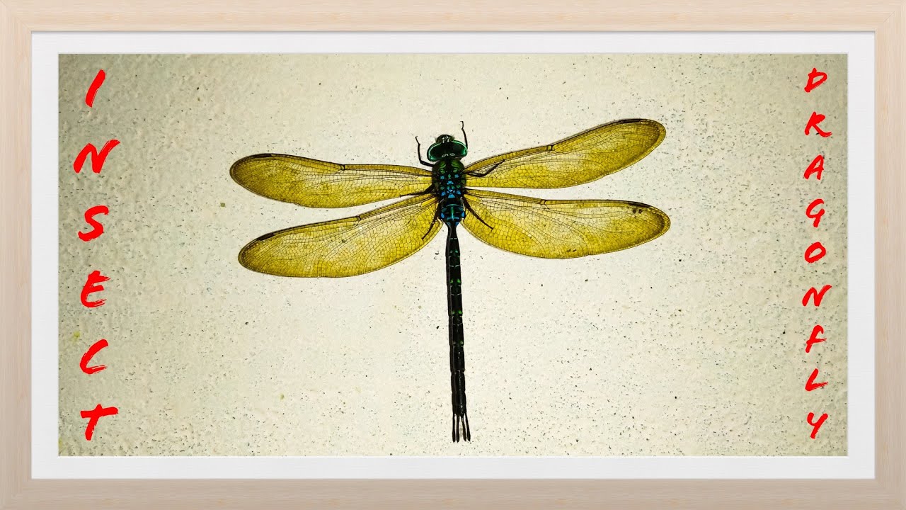 DRAGONFLY ! - YouTube