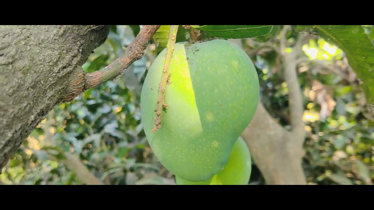 4 June Mango 🥭 harvesting / Mango 🥭 harvesting mango 🥭 yummy mango ...