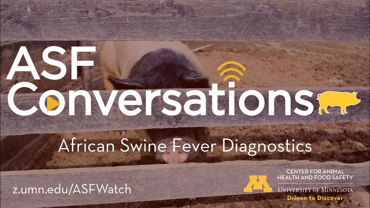 ASFConversations - African swine fever diagnostics - YouTube