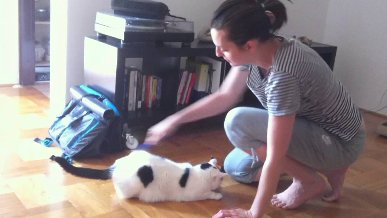 Maja ceslja macka Hacija, a on i nije bas nesto odusevljen in HD - YouTube