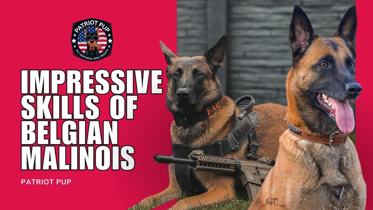 Showcasing the Impressive Skills of Belgian Malinois - YouTube