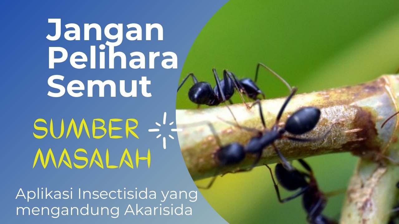JANGAN PELIHARA SEMUT, Aplikasikan Insectisida yang mengandung ...