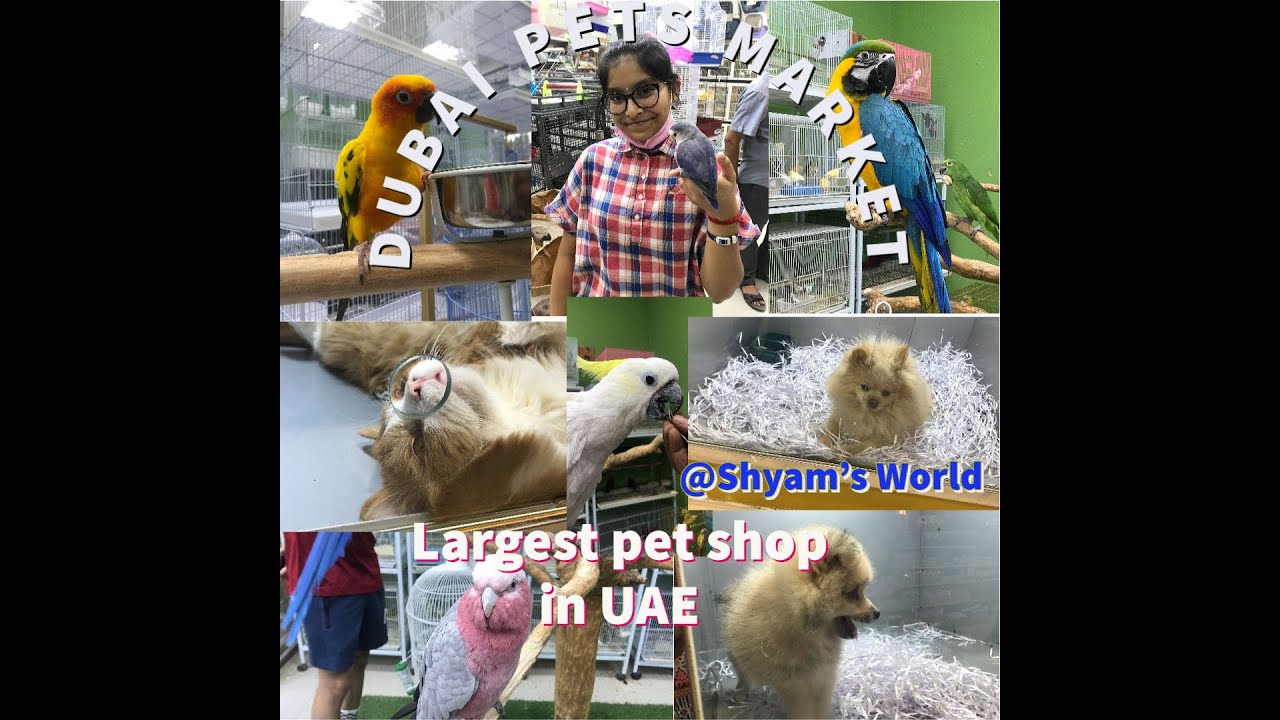A relaxed weekend at Dubai Pet shop| Largest pets market in UAE | Al ...